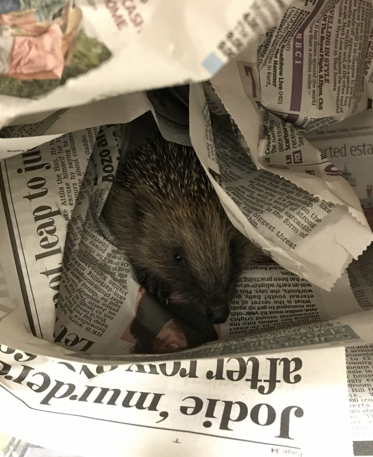 Help us Care for our Hedgehogs! - Leicestershire Wildlife Hospital