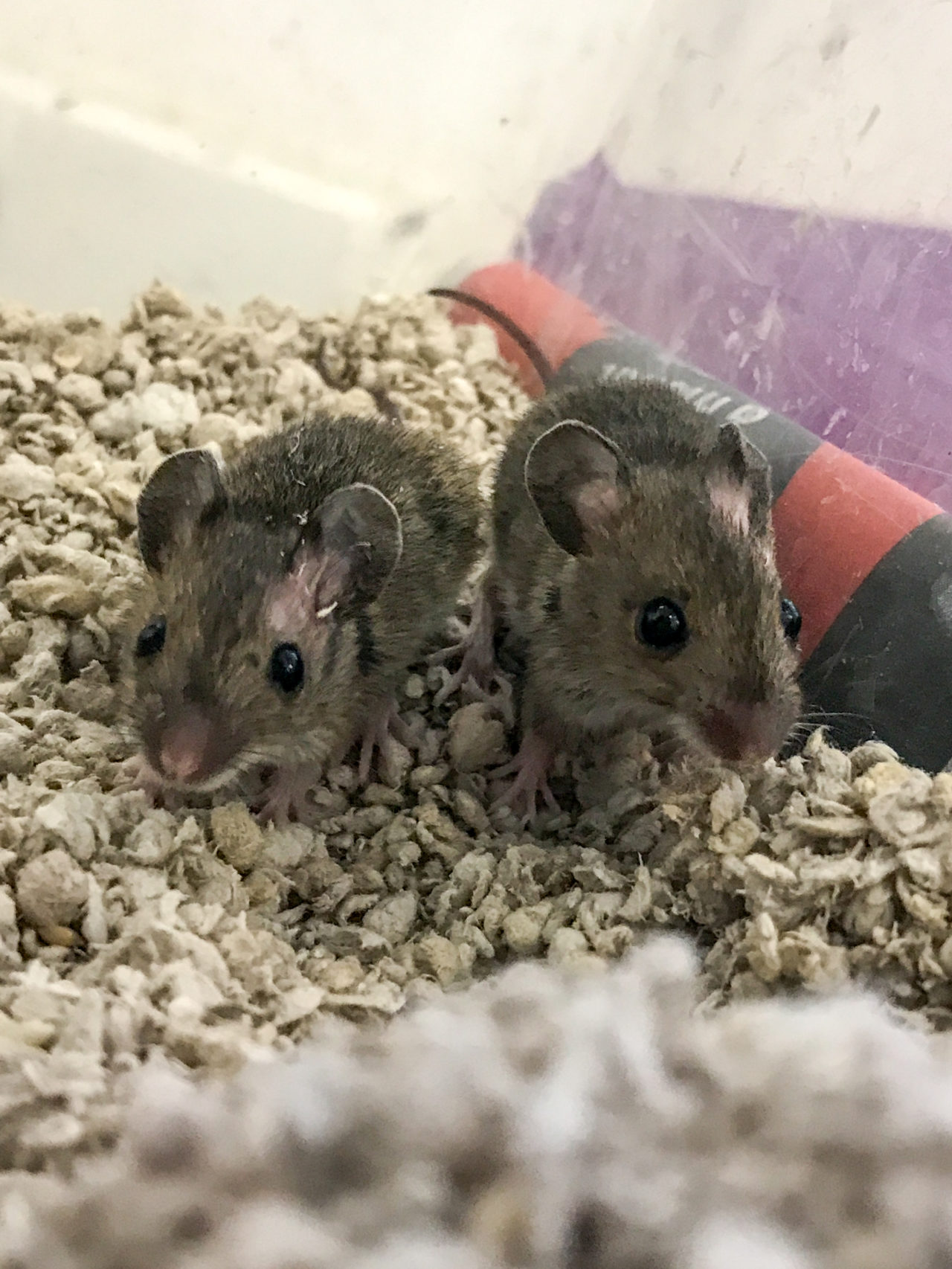 Found an Animal - Leicestershire Wildlife Hospital