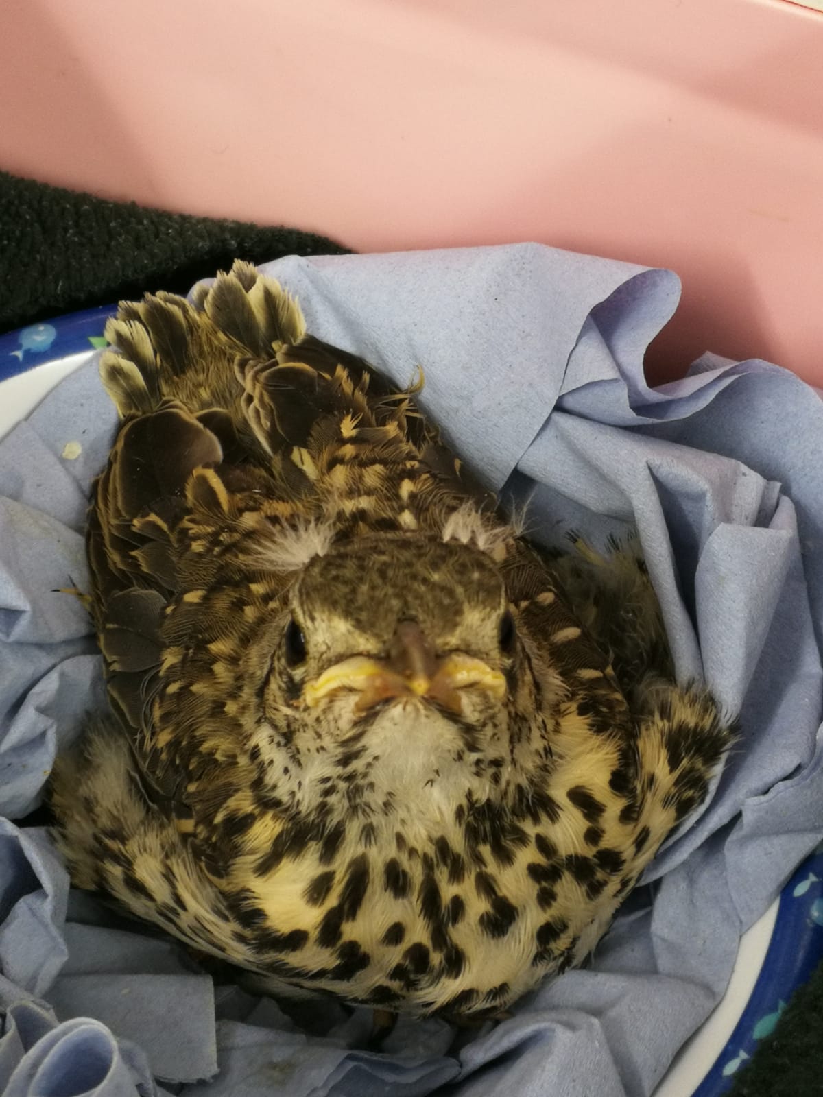 Found an Animal - Leicestershire Wildlife Hospital
